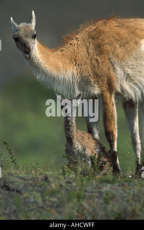 Female Guanaco smelling newborn foal Stock Photo - Alamy