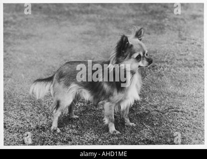 Wolf the Chihuahua Stock Photo - Alamy