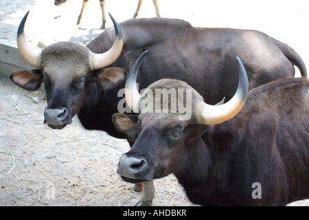 Malayan gaur or Seladang in Malay at the Malaysian National Zoo Stock ...
