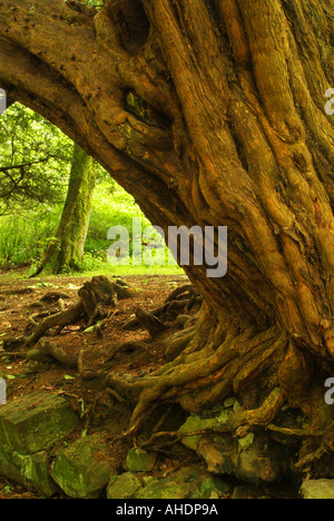 tree trunk, mythical creatures, trunks, mythical creature Stock Photo ...