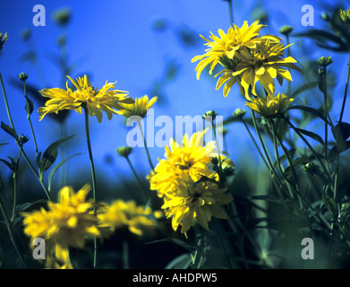 Double perennial Rudbeckia flowers Stock Photo - Alamy