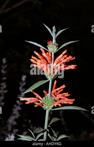 Leonotis leonurus or Lion's Ear, a plant from South Africa Stock Photo ...