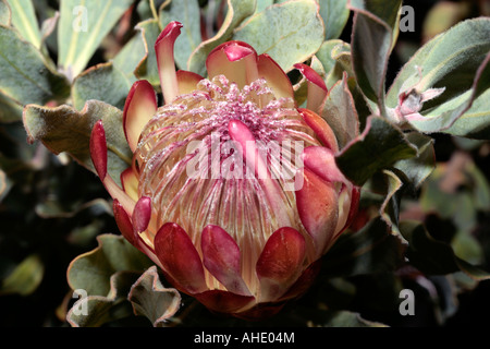 Spoon-bract Protea/Sugarbush - Protea susannae- Family Proteaceae Stock ...