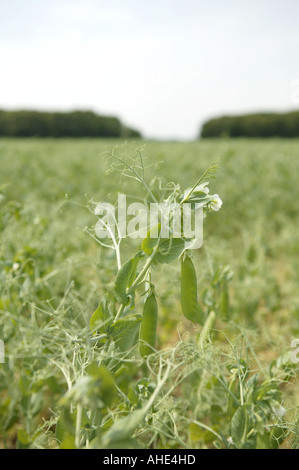landscape with pea field, agricultural concept, plants for fodder ...