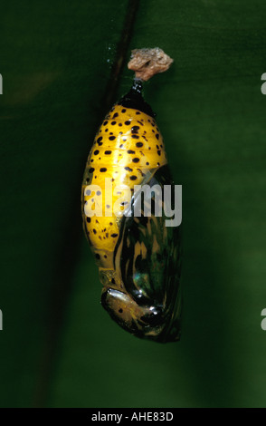 Tree Nymph Butterfly Stock Photo - Alamy