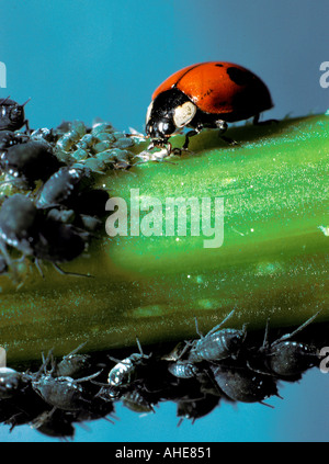 7 spot Ladybird Coccinella 7 punctata feeding on sweet cicely Myrrhis ...