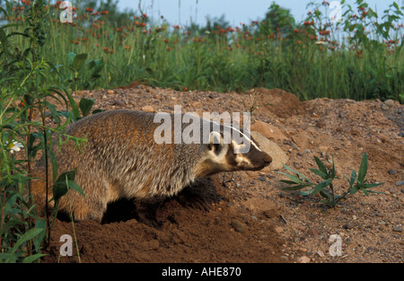 Badger Taxidea taxus digging at burrow USA Stock Photo - Alamy