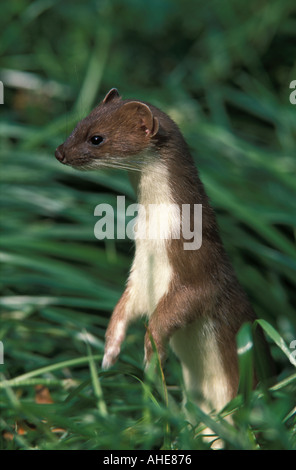 Stoat ((Mustela erminea) standing on a log hunting for food Stock Photo ...