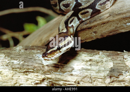 Royal or ball python Python regius West Africa Stock Photo - Alamy