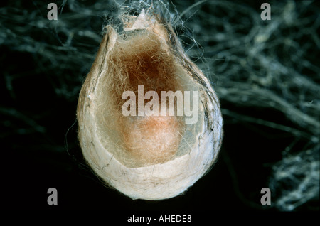 a wasp spiders cocoon kokon EGG SAC Stock Photo - Alamy