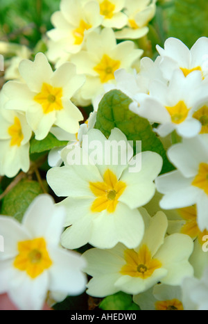 L S of pin & thrum eyed primroses, Primula vulgaris Stock Photo - Alamy