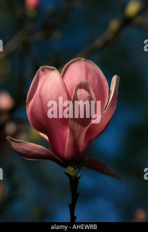 A beautiful pink magnolia tree in spring Stock Photo - Alamy