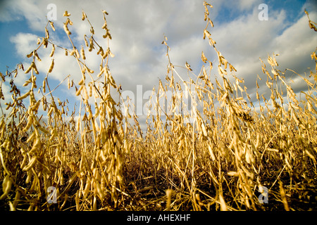 Soybean field in the fall Illinois Stock Photo - Alamy