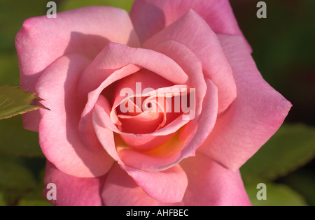 Floribunda Rose Pink Parfait Stock Photo - Alamy