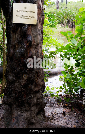 Khaya senegalensis Stock Photo - Alamy
