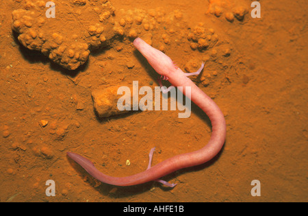 Olm (Proteus anguinus), a blind cave-dwelling amphibian, Slovenia Stock ...