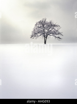 winter snow rustic lonely tree Stock Photo - Alamy
