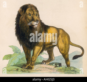 Lion, c. 1880 Stock Photo - Alamy