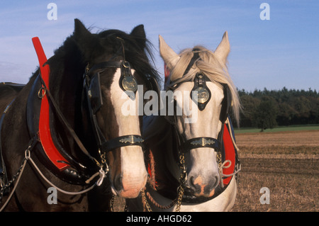 Portrait of two white Shire horses in a field ready to start ploughing ...