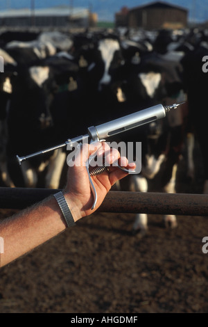 Genetically engineered hormone injection. The Bovine Growth Hormone or ...