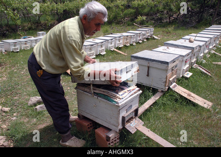 Beekeeping in back of village house in Southern Turkish hilltown ...
