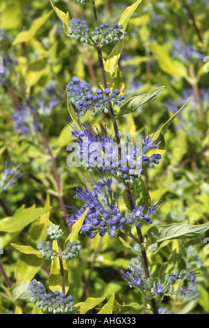 Caryopteris x clandonensis Aurea Worcester Gold Stock Photo - Alamy