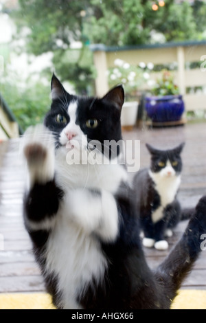 Cat knocking on a window glass Stock Photo - Alamy