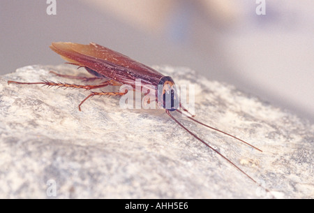 Cockroach On Stone In Ibra In Oman Stock Photo - Alamy