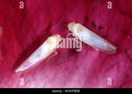 rose leafhopper (Typhlocyba rosae, Edwardsiana rosae), pest Stock Photo ...