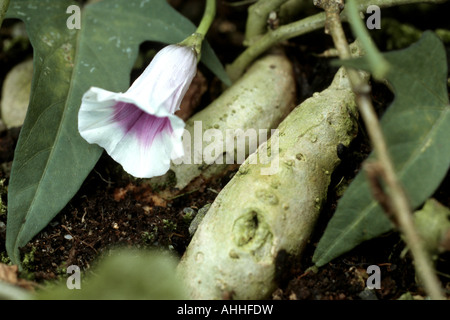 Flower of Ipomoea batatas Stock Photo - Alamy