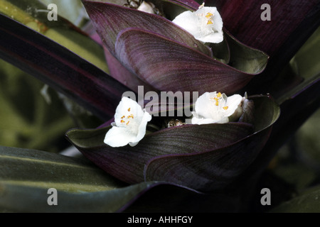 Tradescantia spathacea inflorescence. White flower of the boat lily or ...