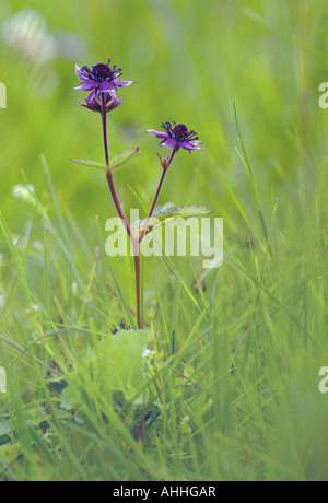 marsh cinquefoil, marsh five-finger, purple cinquefoil (Potentilla ...