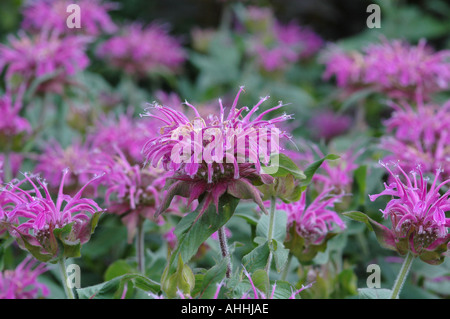 Monarda Violet Queen - herb Bergamot Stock Photo - Alamy