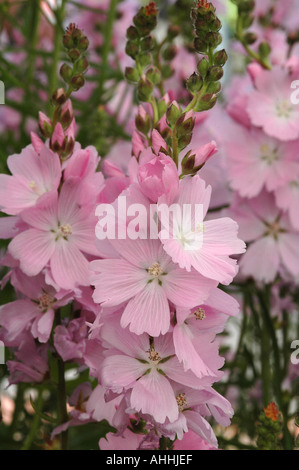 Light-pink Sidalcea 'Elsie Heugh' (Prairie Mallow) Flowers grown at RHS ...