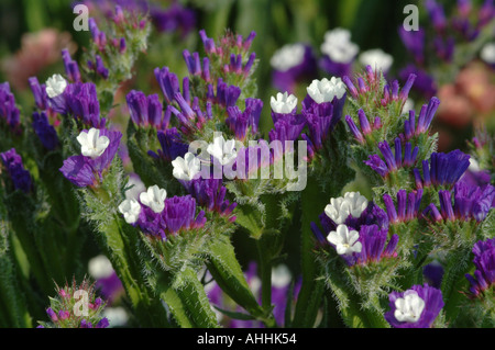 Statice Sunburst Dark Blue Dried flower Stock Photo - Alamy