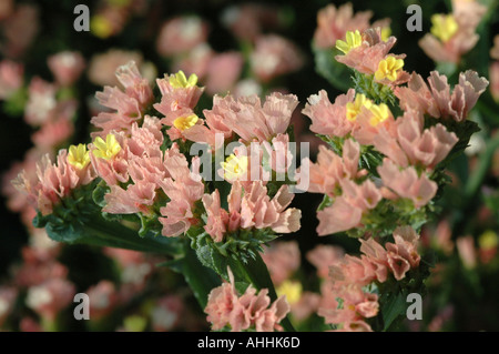 Statice Sunburst Apricot Garden dried flower Stock Photo - Alamy