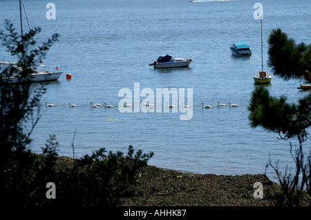 Flotilla of swans at Loe beach Feock Cornwall Stock Photo - Alamy