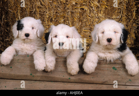A litter of Old English Sheepdog puppies in straw barn Stock Photo - Alamy