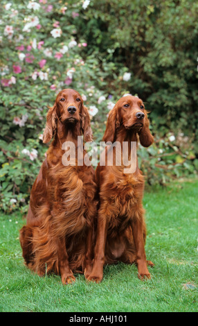 A couple walk two red setter dogs along the shoreline on East Wittering ...