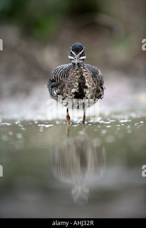 SUNBITTERN Saxicola torquata Stock Photo - Alamy