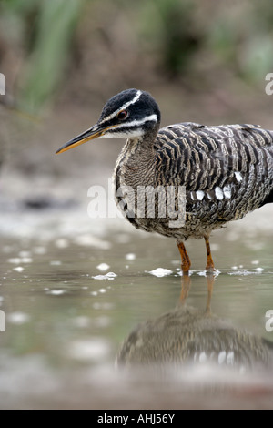 SUNBITTERN Saxicola torquata Stock Photo - Alamy