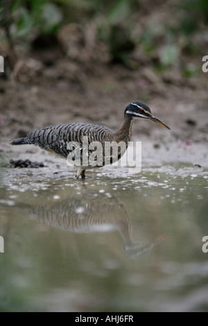 SUNBITTERN Saxicola torquata Stock Photo - Alamy