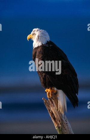 Profile of a bald eagle Stock Photo - Alamy