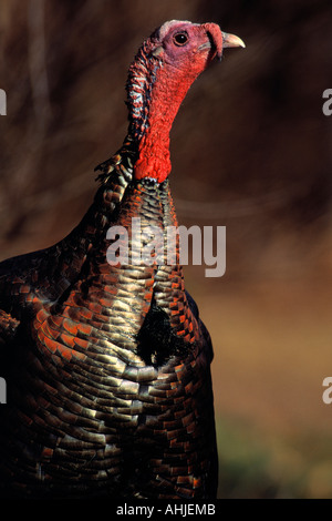 An Eastern wild tom turkey, Meleagris gallopavo silvestris, during ...