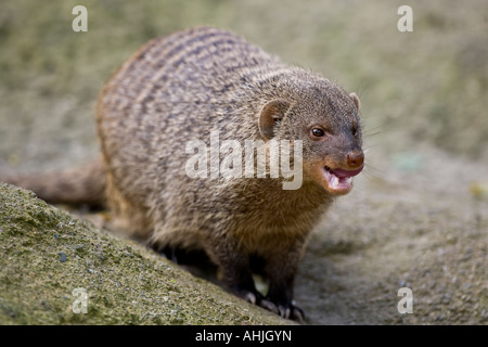 Banded mongoose - Mungos mungo. The banded mongoose is a sturdy ...