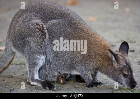 Red-necked or Bennet's wallaby on grass at Bunya Mountains National ...