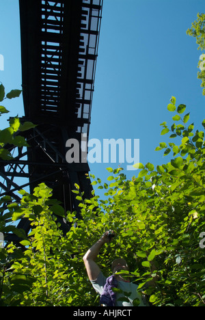Frankenstein Cliff Trail during the summer months Located in the White ...