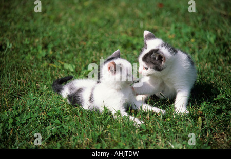 zwei junge Katzen auf Wiese two young cats on meadow Stock Photo - Alamy