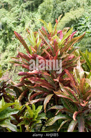 Grenada Caribbean flora and fauna Stock Photo - Alamy