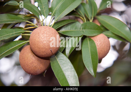 Flowers of of Chiku, Sapodilla, Naseberry Stock Photo - Alamy